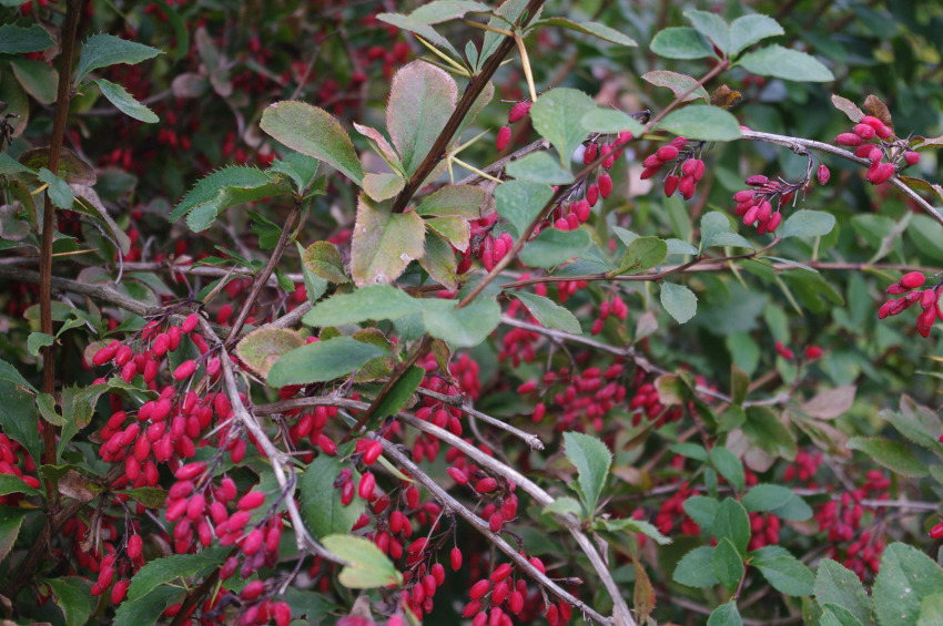 Berberis vulgaris L., Gewöhnliche Berberitze – planten.de